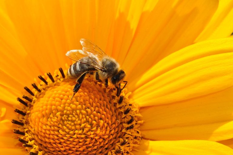 Bees and Pollination in the Philippines: Comprehensive Review